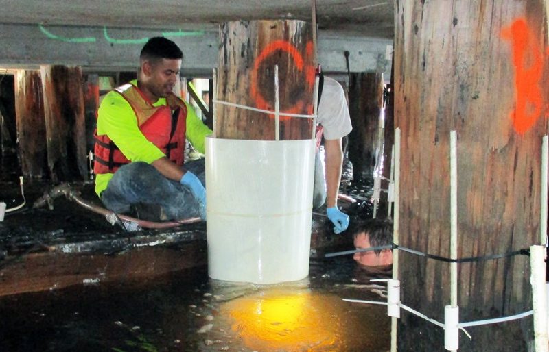 PileMedic Rescues Industrial Pier by Repairing Damaged Piles - Pile ...